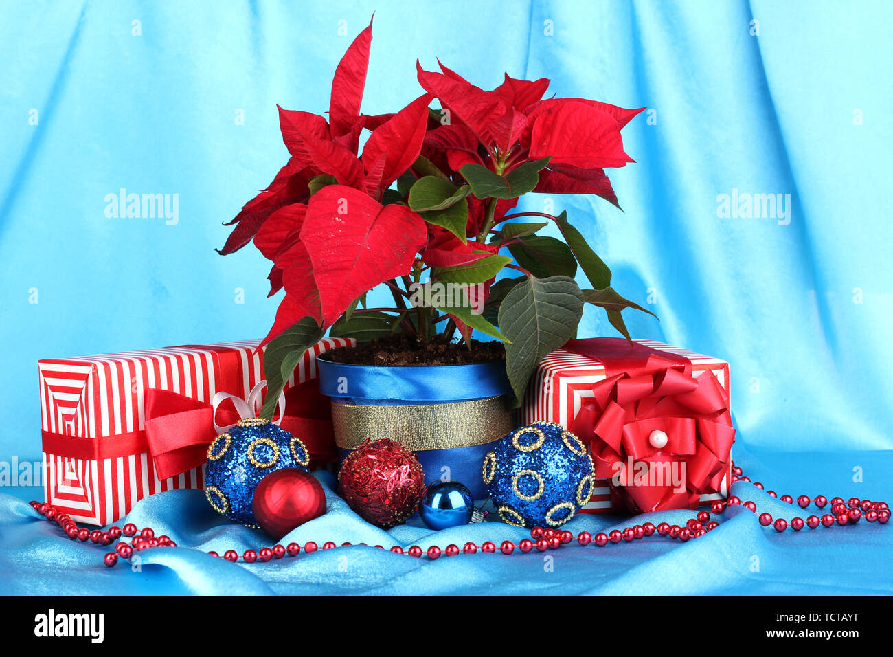 Beautiful poinsettia with christmas balls and presents on blue fabric ...
