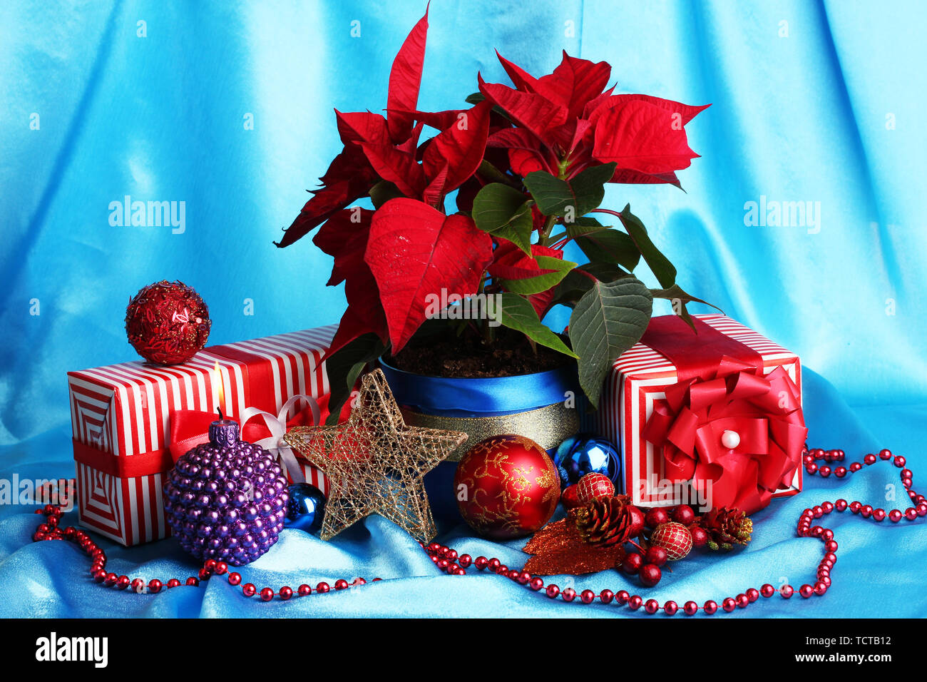 Beautiful poinsettia with christmas balls and presents on blue fabric ...