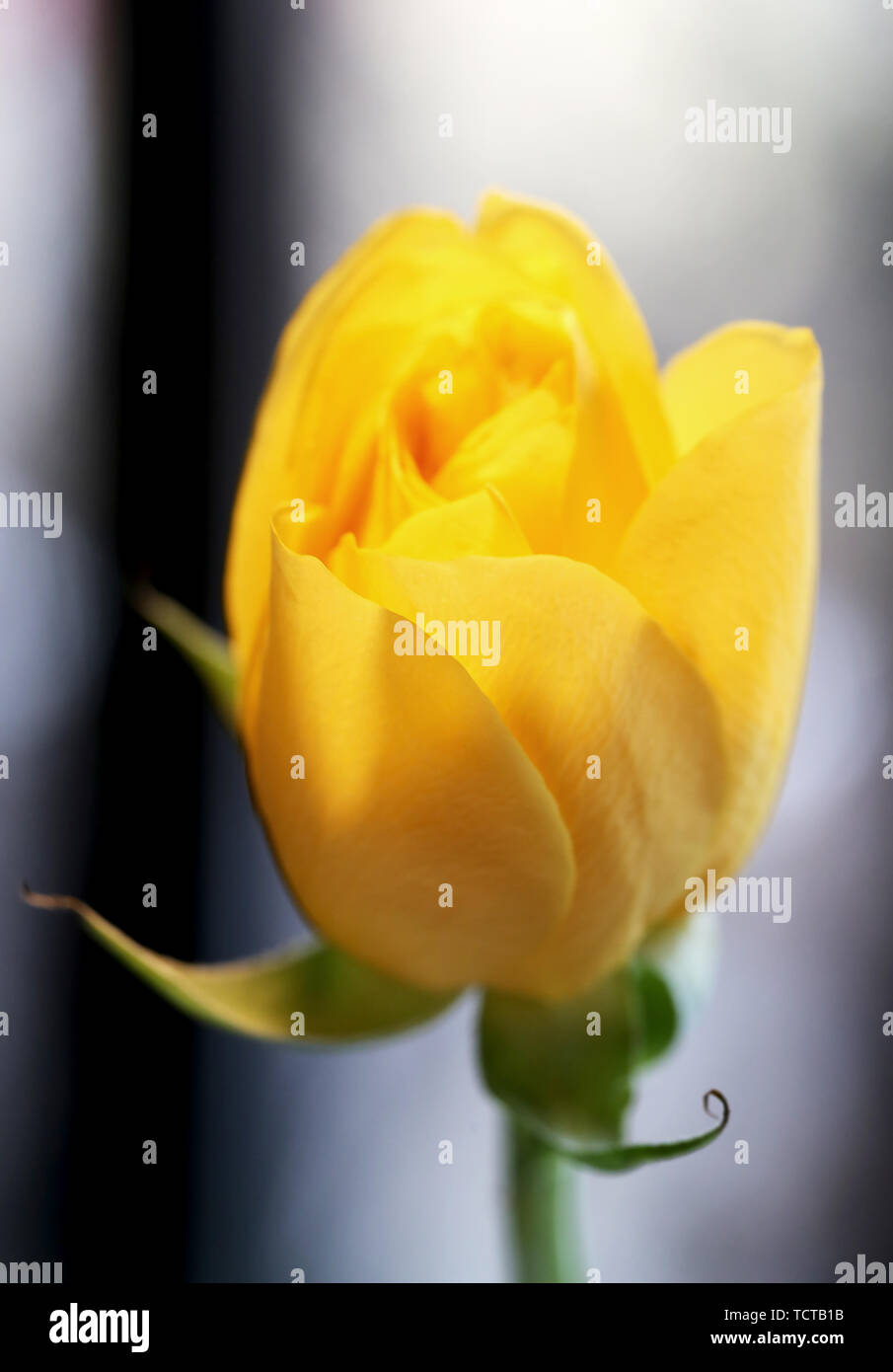 Beautiful yellow rose flower photographed close up on a beautiful ...