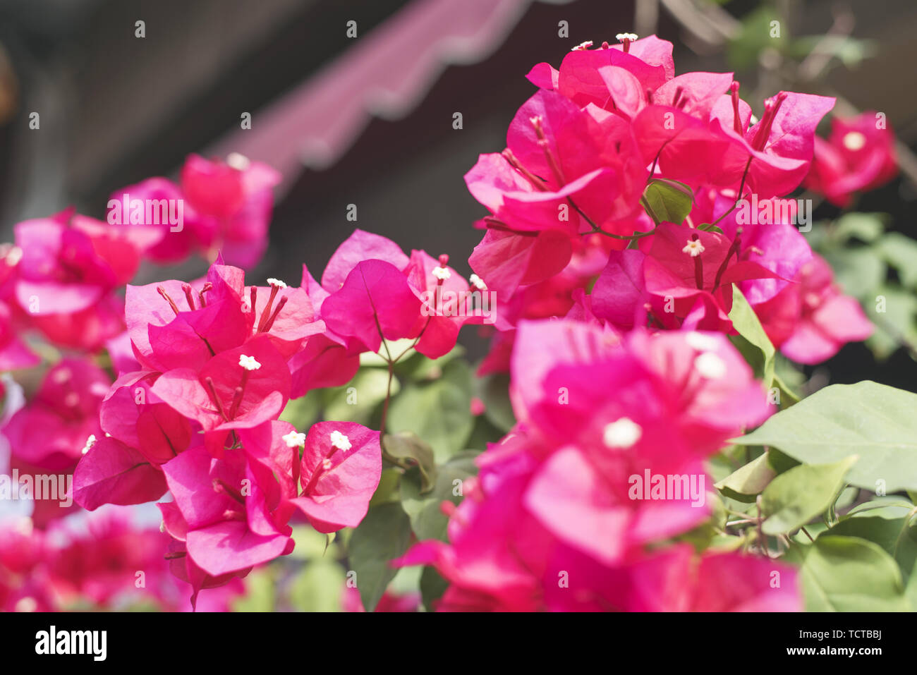 The blooming triangular plum Stock Photo - Alamy