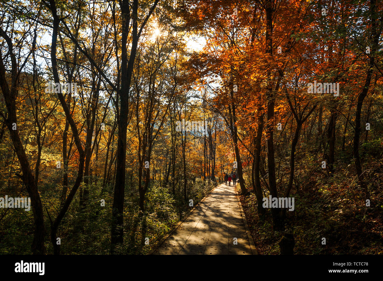 Gold gully hi-res stock photography and images - Alamy