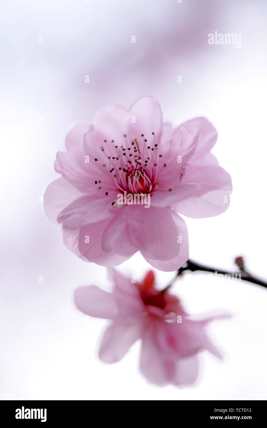 Pink spring plum Stock Photo - Alamy