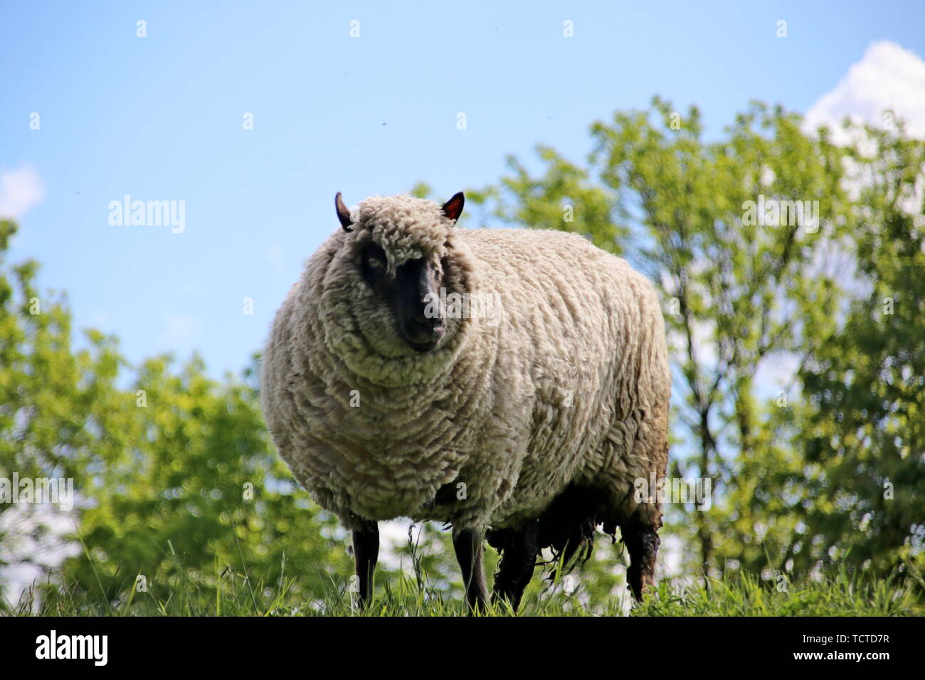 Angry lamb hi-res stock photography and images - Alamy