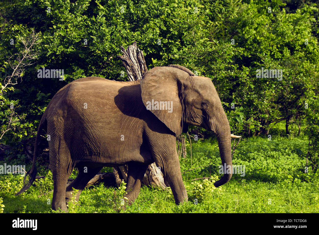 Africa, Zimbabwe, manaturals, national parks, animals, elephants, baby ...