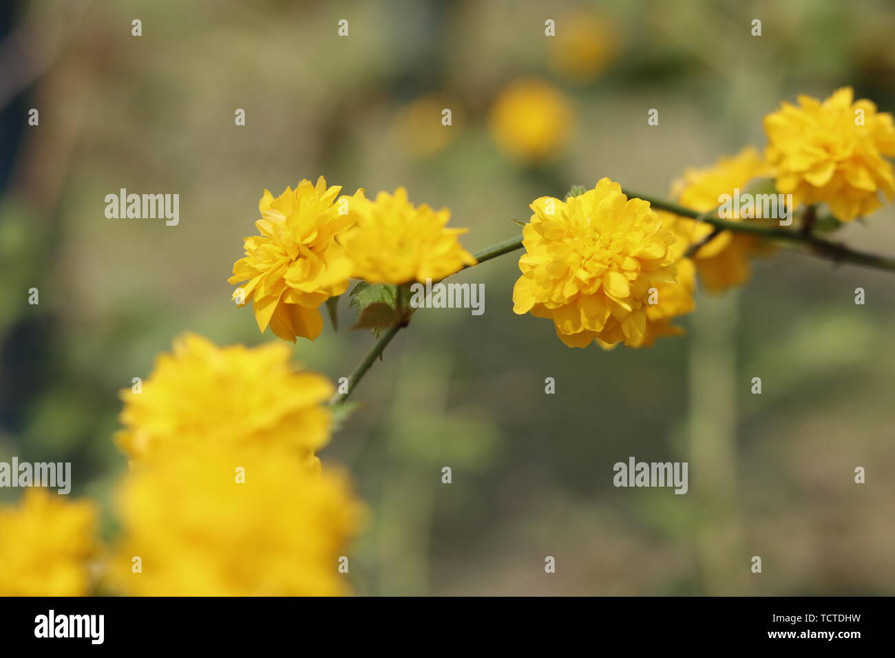 Beautiful Dietang flower, also known as Dietang, Bee Tong flower, Huang ...