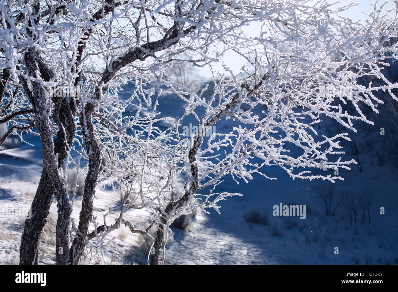 A tree of silver Stock Photo - Alamy