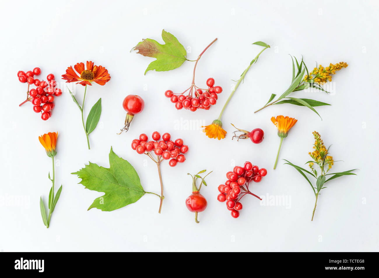 Autumn floral composition. Plants viburnum berries, dogrose, orange and ...