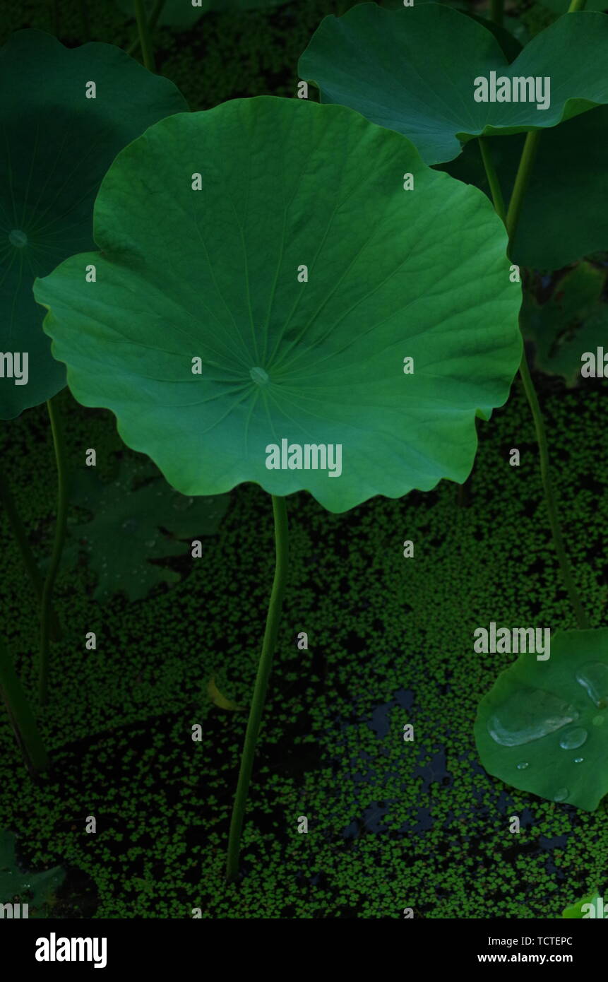 Lotus, Xia Ho, Lotus, Photography Stock Photo - Alamy