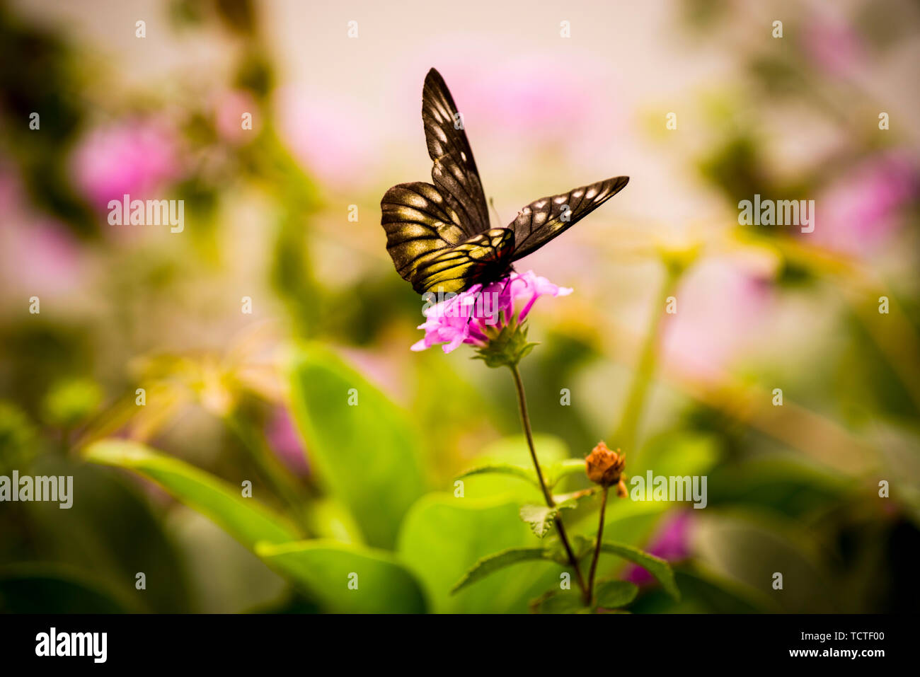 Beautiful view of Shenzhen Stock Photo - Alamy
