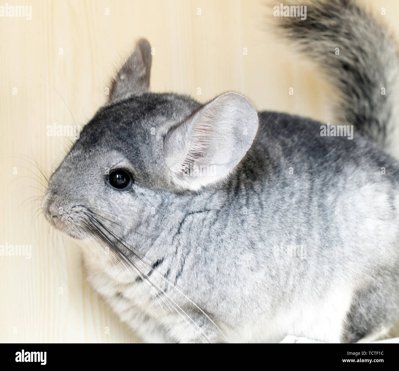 Bunny rat hi-res stock photography and images - Alamy