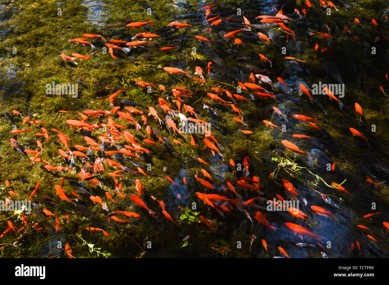 Herds of fish Stock Photo - Alamy
