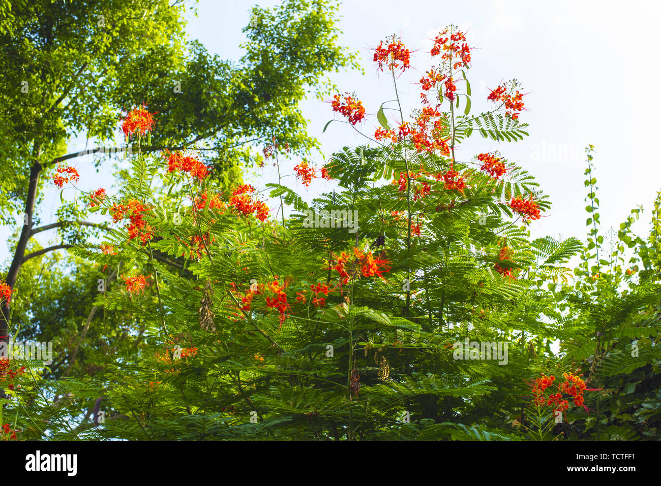 Golden Phoenix flowers, plants, flowers Stock Photo - Alamy