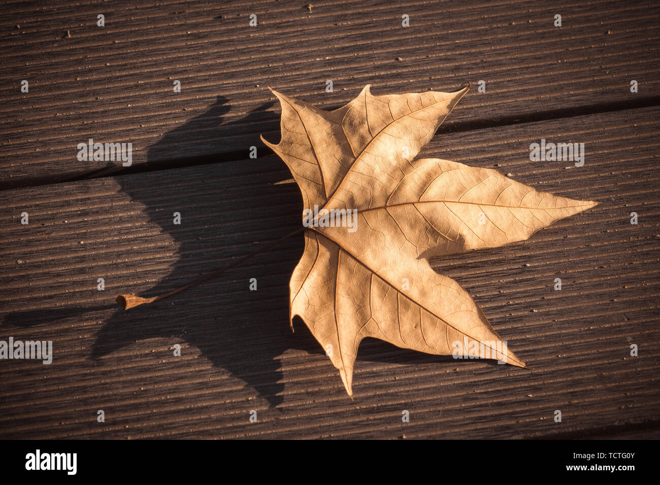 Falling leaves in autumn Stock Photo - Alamy
