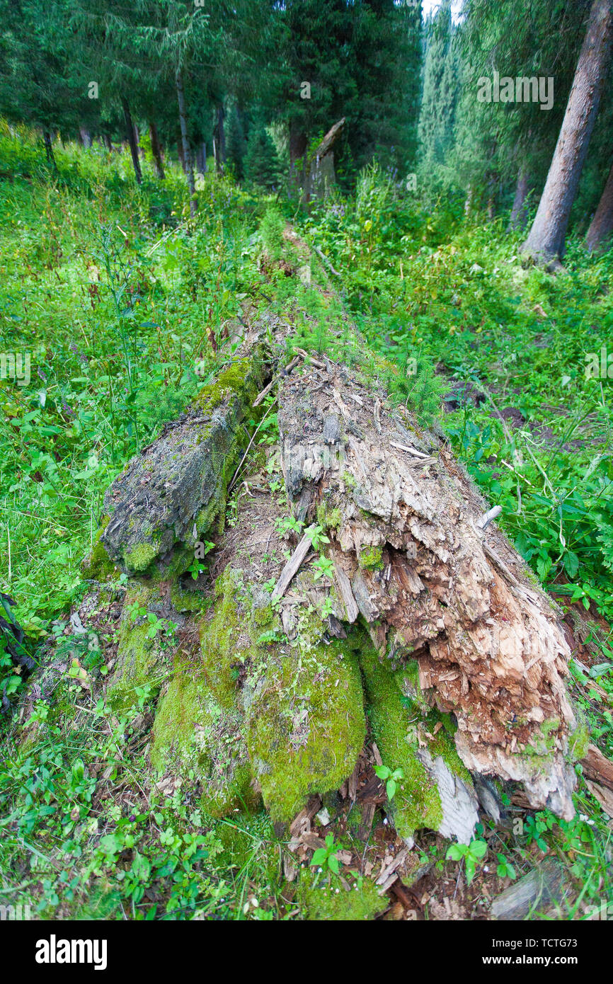 In summer Kurdenin, a fallen spruce tree is covered with moss Stock ...