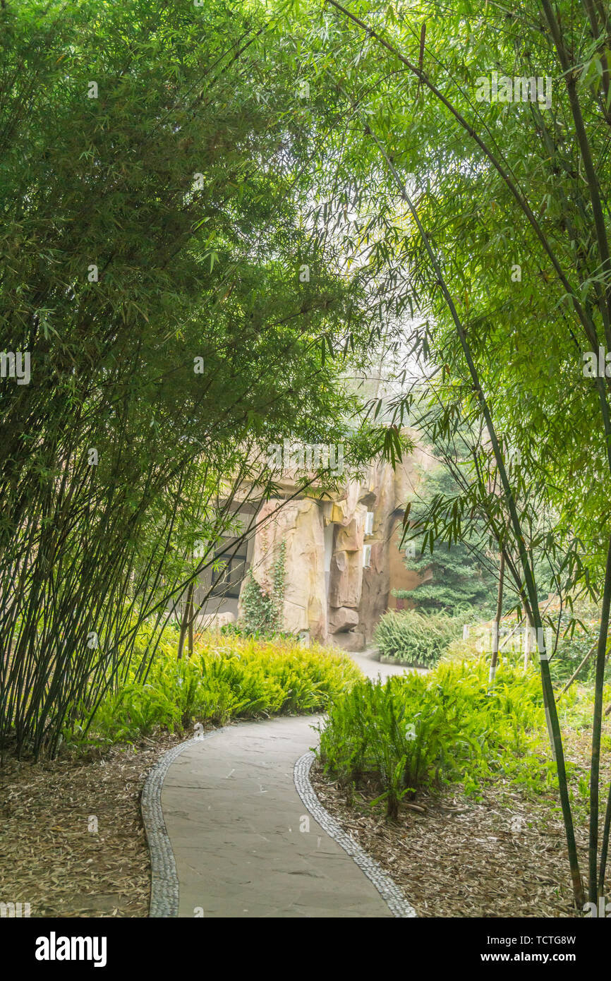 Bamboo Forest Grassland Road in Chengdu Stock Photo - Alamy