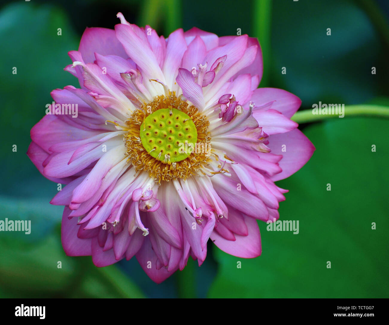 Vibrant lotus blooms hi-res stock photography and images - Alamy