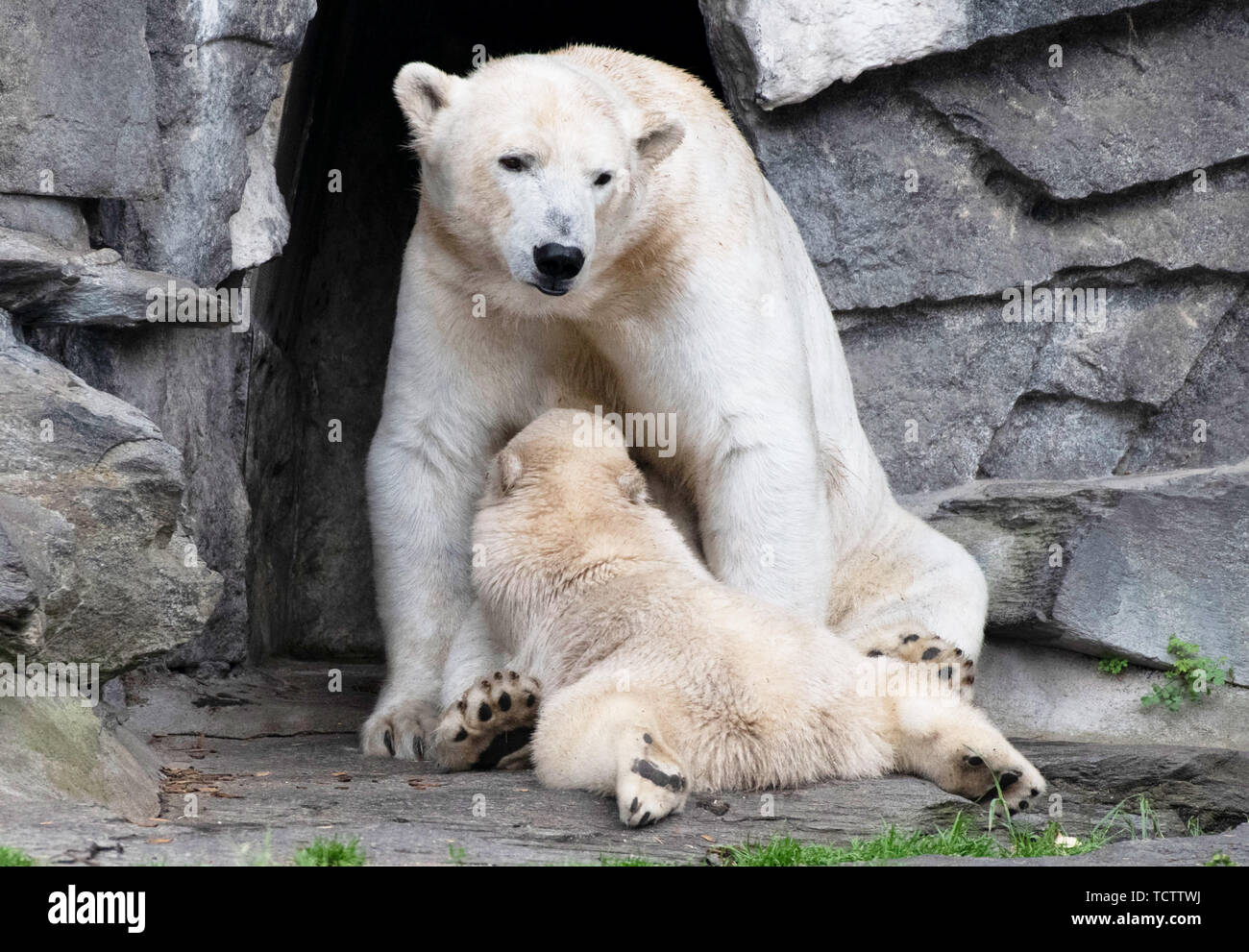 Berlin, Germany. 10th June, 2019. Polar bear mother Tonja lets her ...