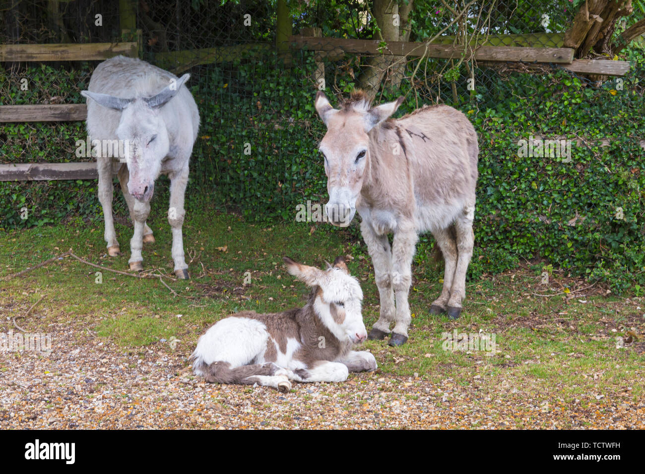 Donkey in rain hi-res stock photography and images - Alamy