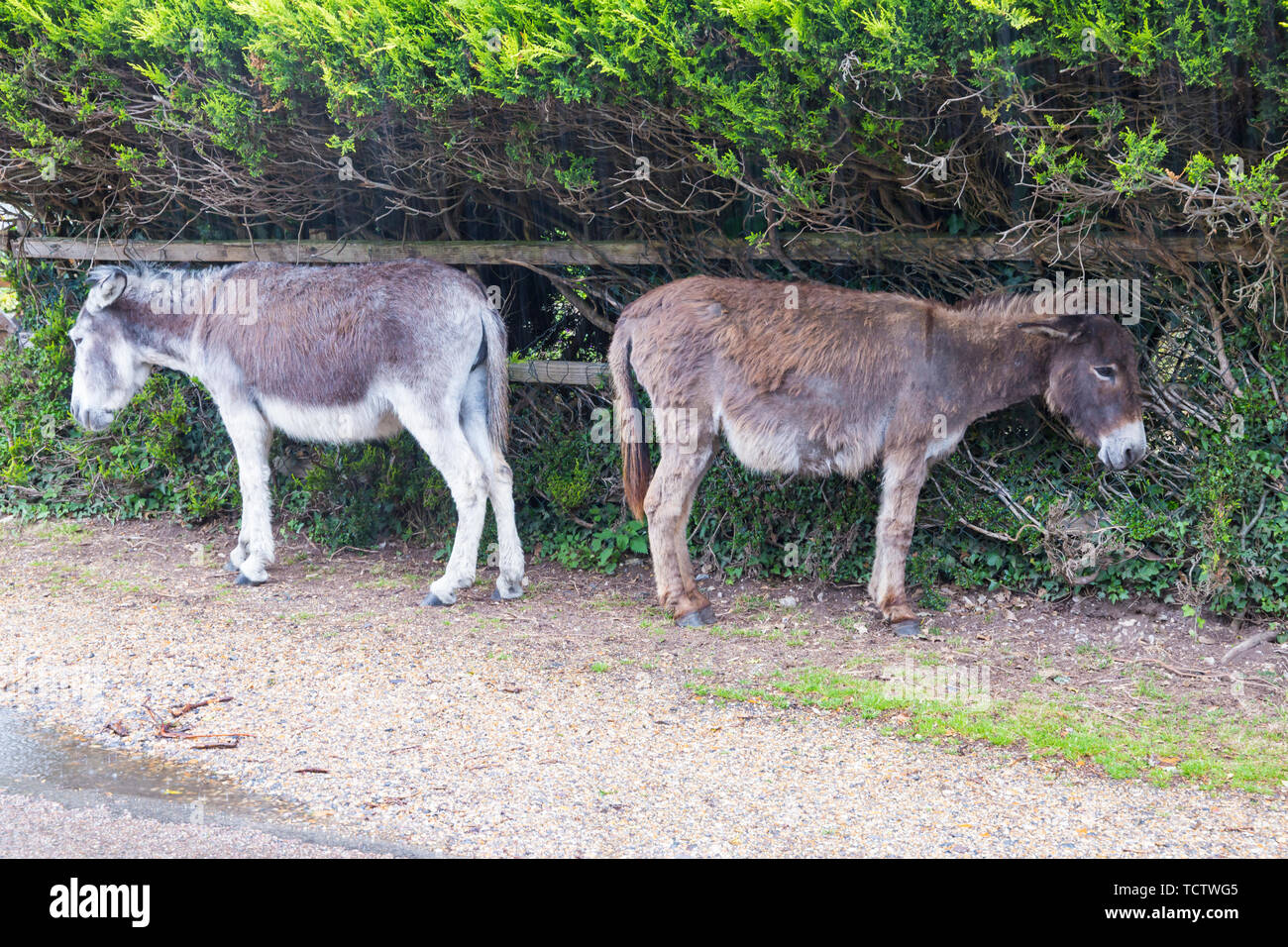 Donkeys tail hi-res stock photography and images - Alamy