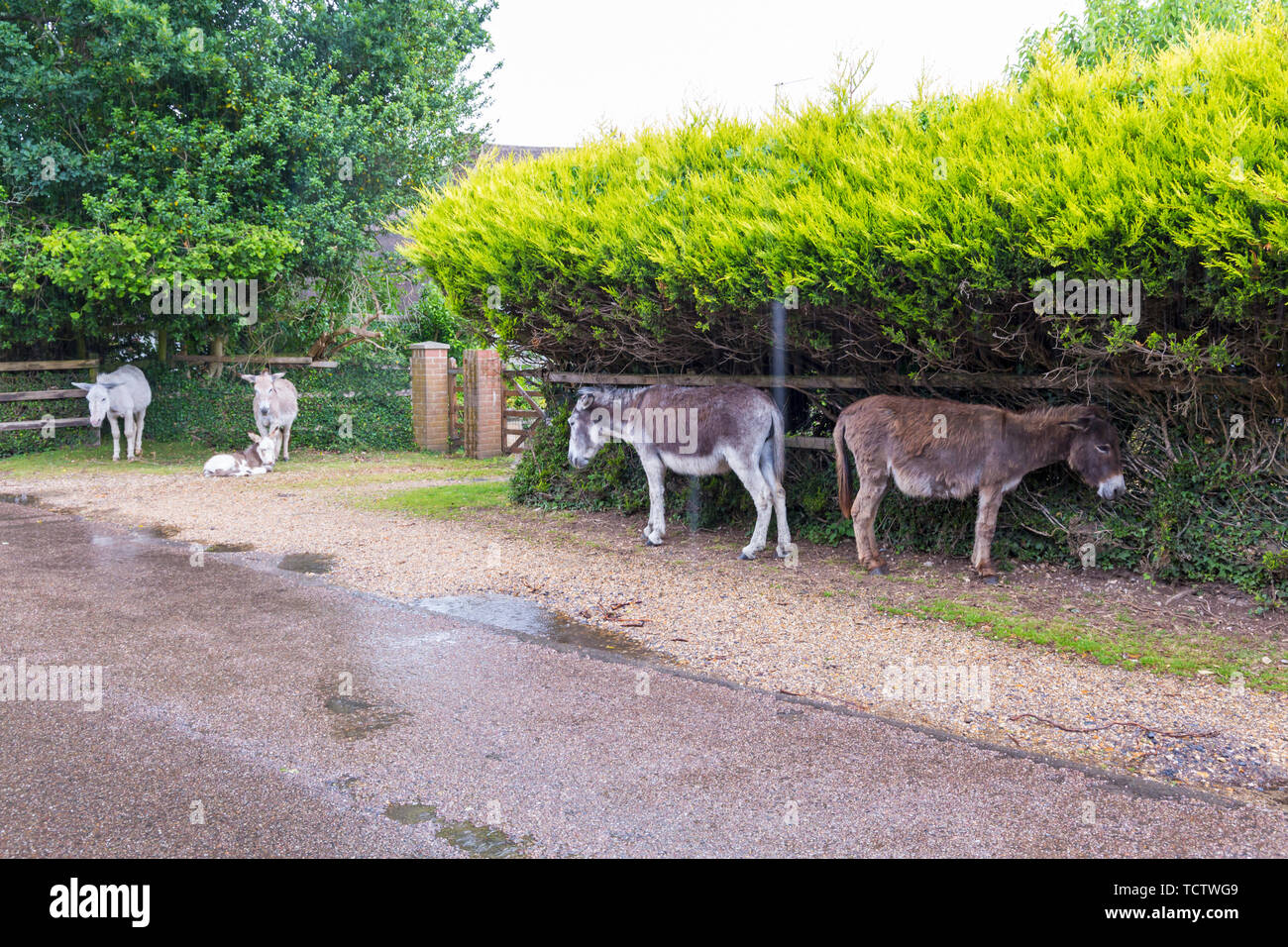 Near Frogham, New Forest, Hampshire, UK. 10th June 2019. UK weather ...