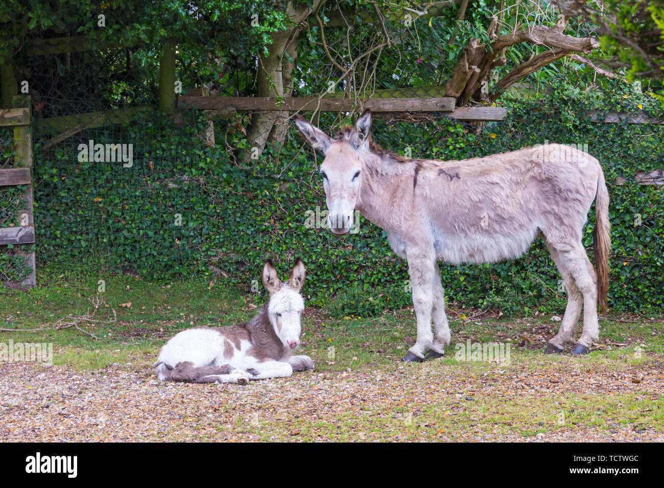 Donkeys tail hi-res stock photography and images - Alamy