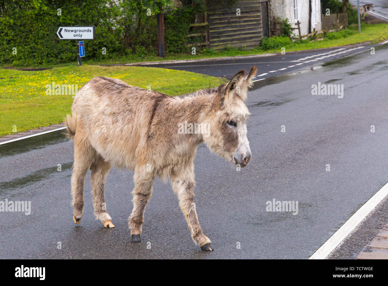 Donkey in rain hi-res stock photography and images - Alamy