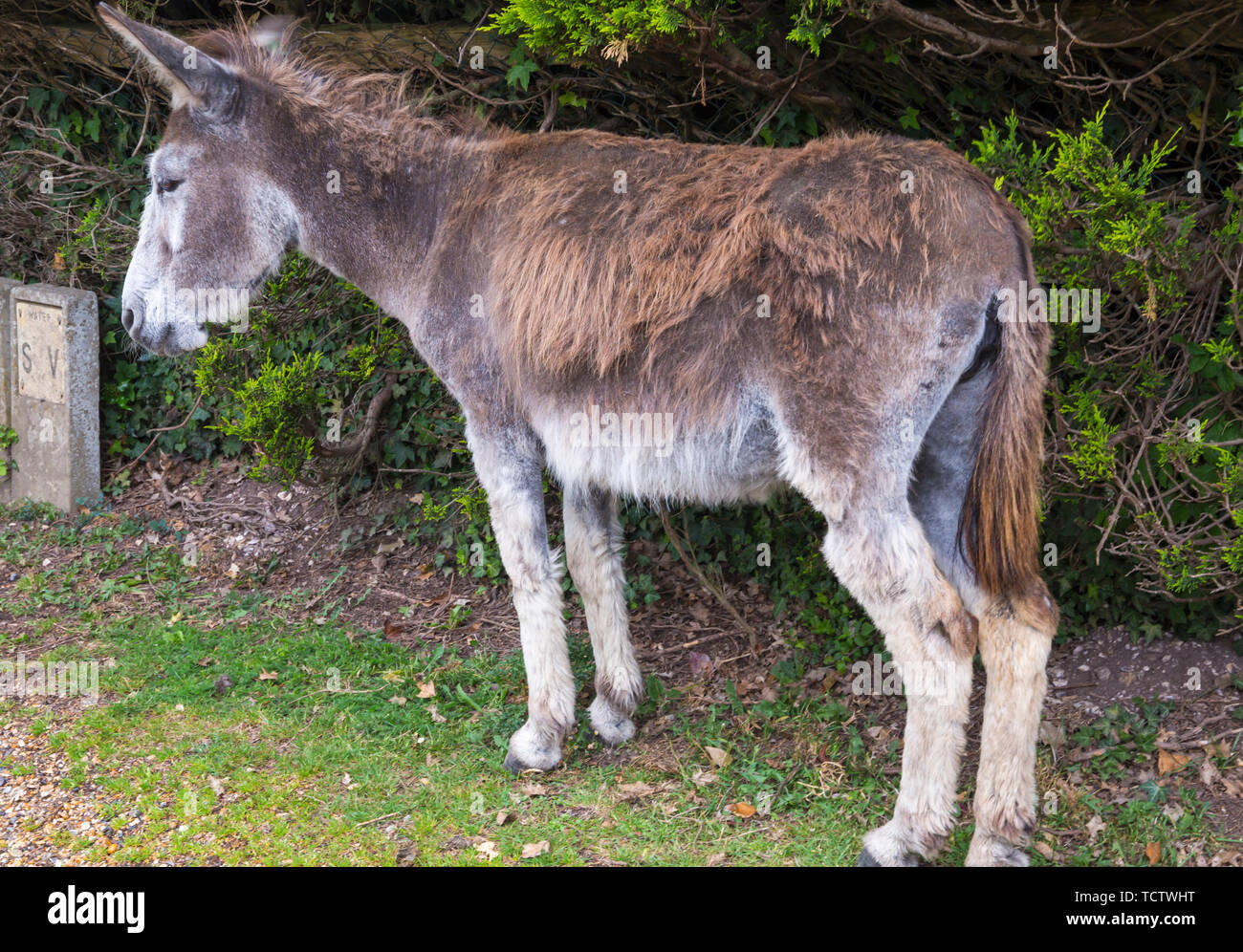 Bottom as donkey hi-res stock photography and images - Alamy