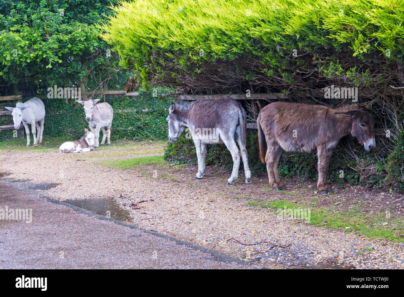 Donkey in rain hi-res stock photography and images - Alamy