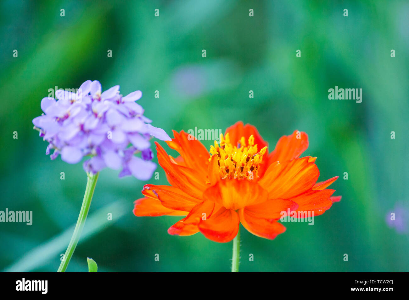 Purple snowballs in blooming green background Stock Photo - Alamy