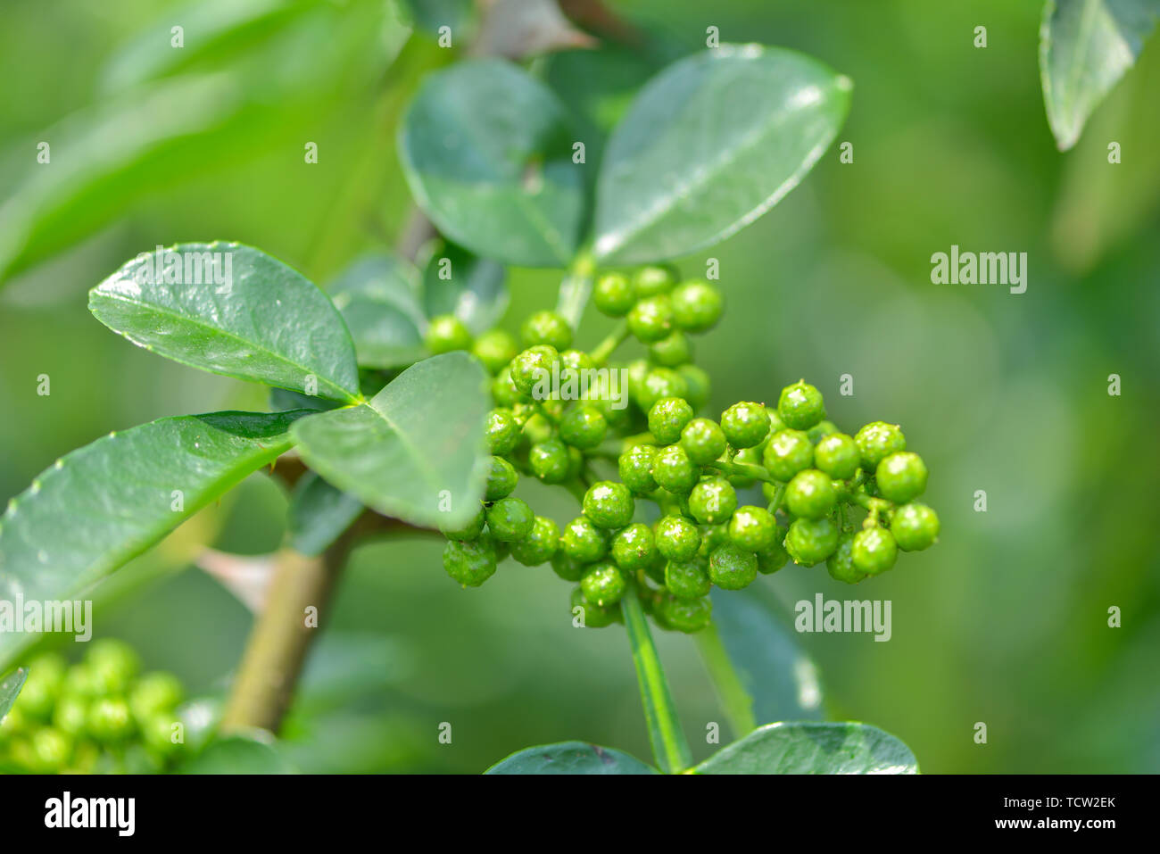 Pepper rattan pepper branch close-up HD large picture Stock Photo - Alamy