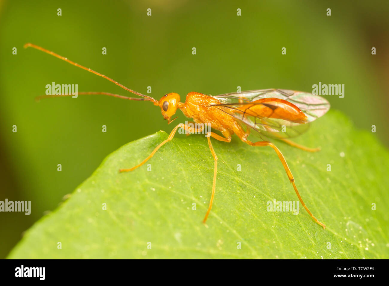 A male Aulacid Wasp (Aulacus burquei Stock Photo - Alamy