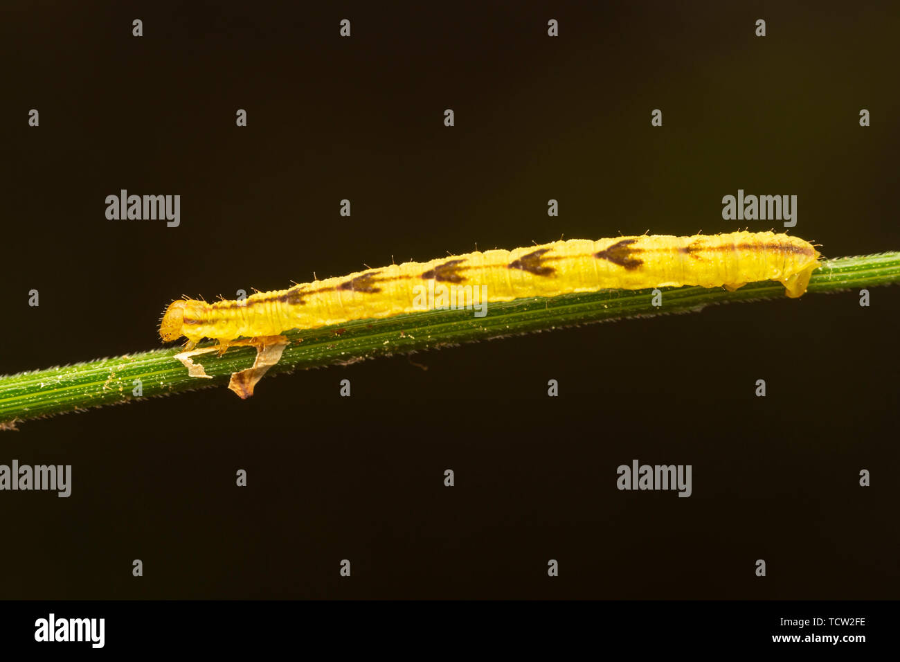 Geometrid Moth Caterpillar (Eupithecia sp.) on a Bur Reed Sedge stem ...