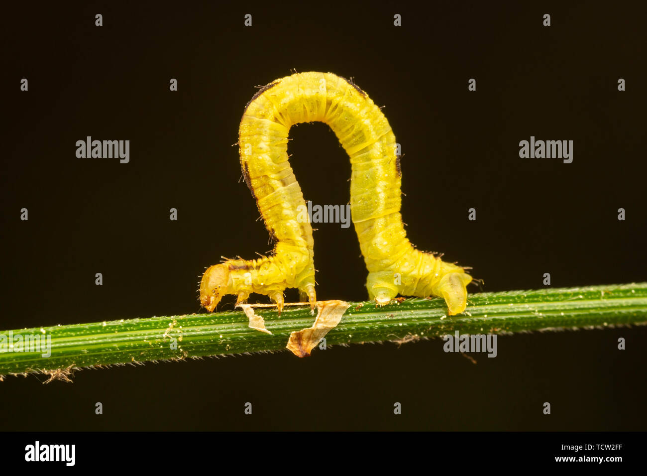 Geometrid Moth Caterpillar (Eupithecia sp.) on a Bur Reed Sedge stem ...