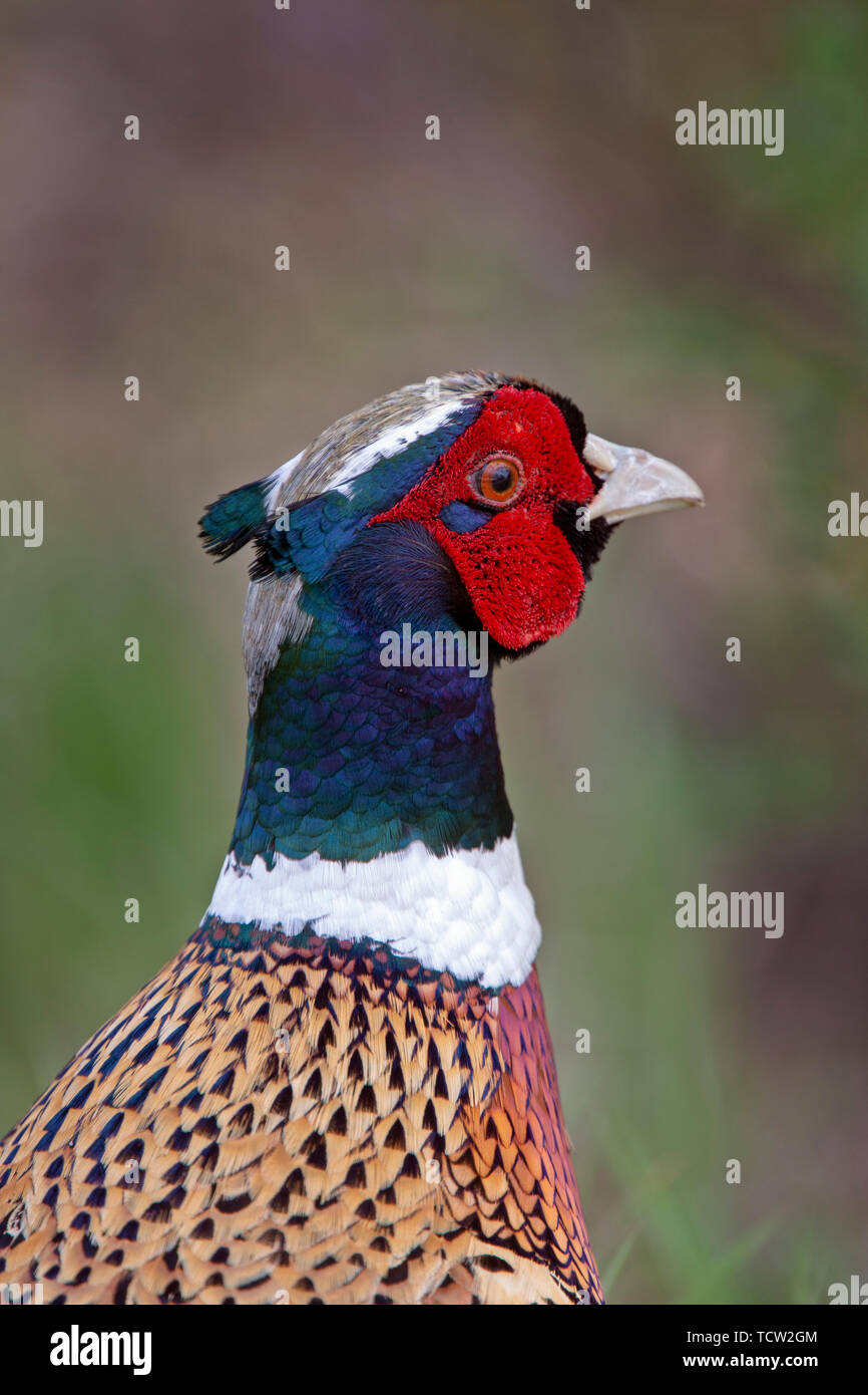 Pheasant close up hi-res stock photography and images - Alamy