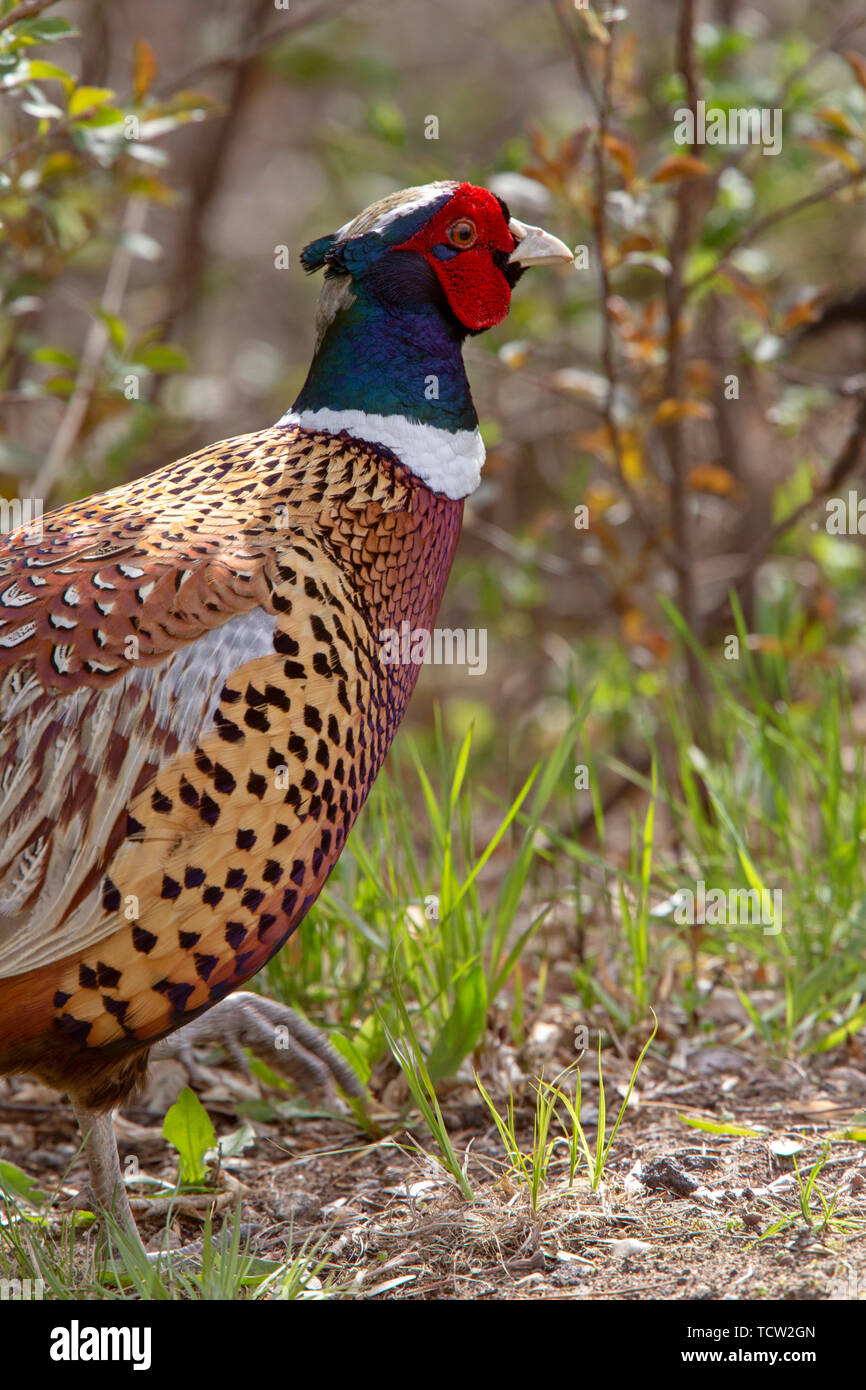 Ringneck Pheasant Stock Photos & Ringneck Pheasant Stock Images - Alamy