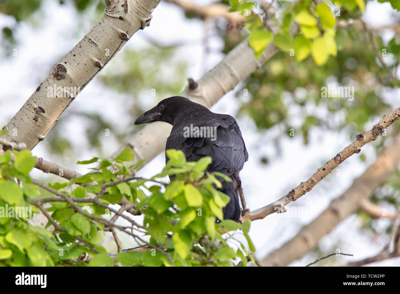 Raven in Tree Blackbird noisy Prairie song bird Saskatchewan Stock ...