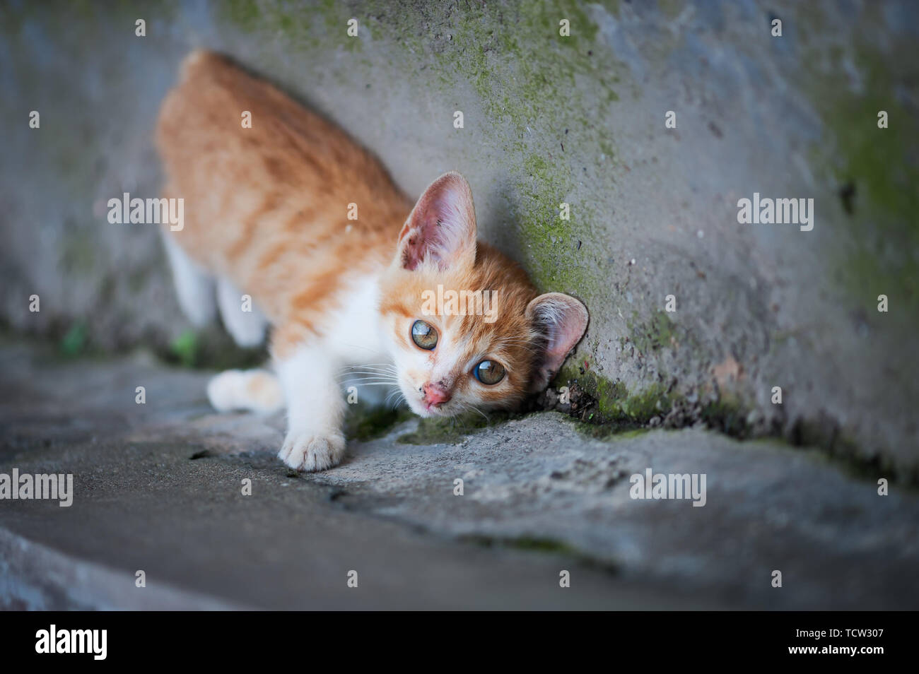 Little yellow cat Stock Photo - Alamy