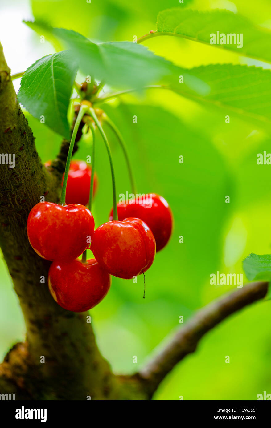Cha Li Zi 11 Stock Photo - Alamy