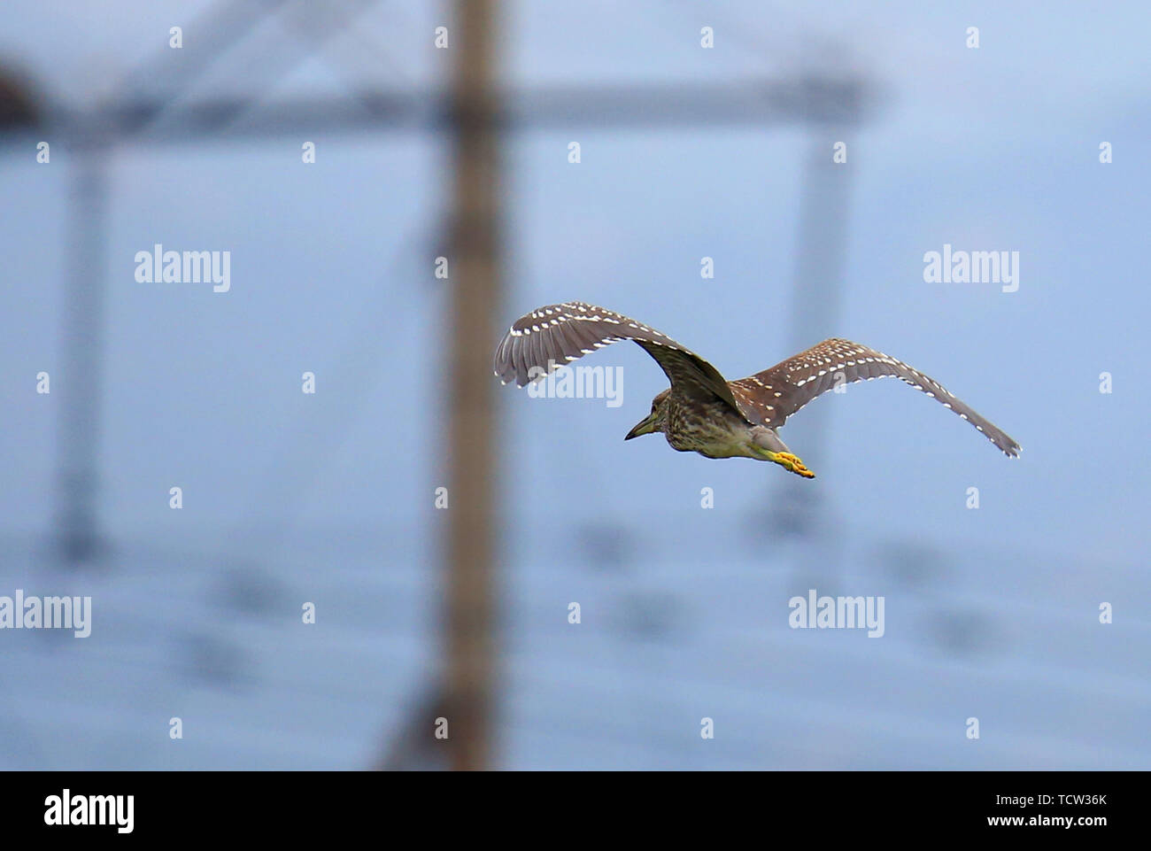 Flowers, birds, insects Stock Photo - Alamy