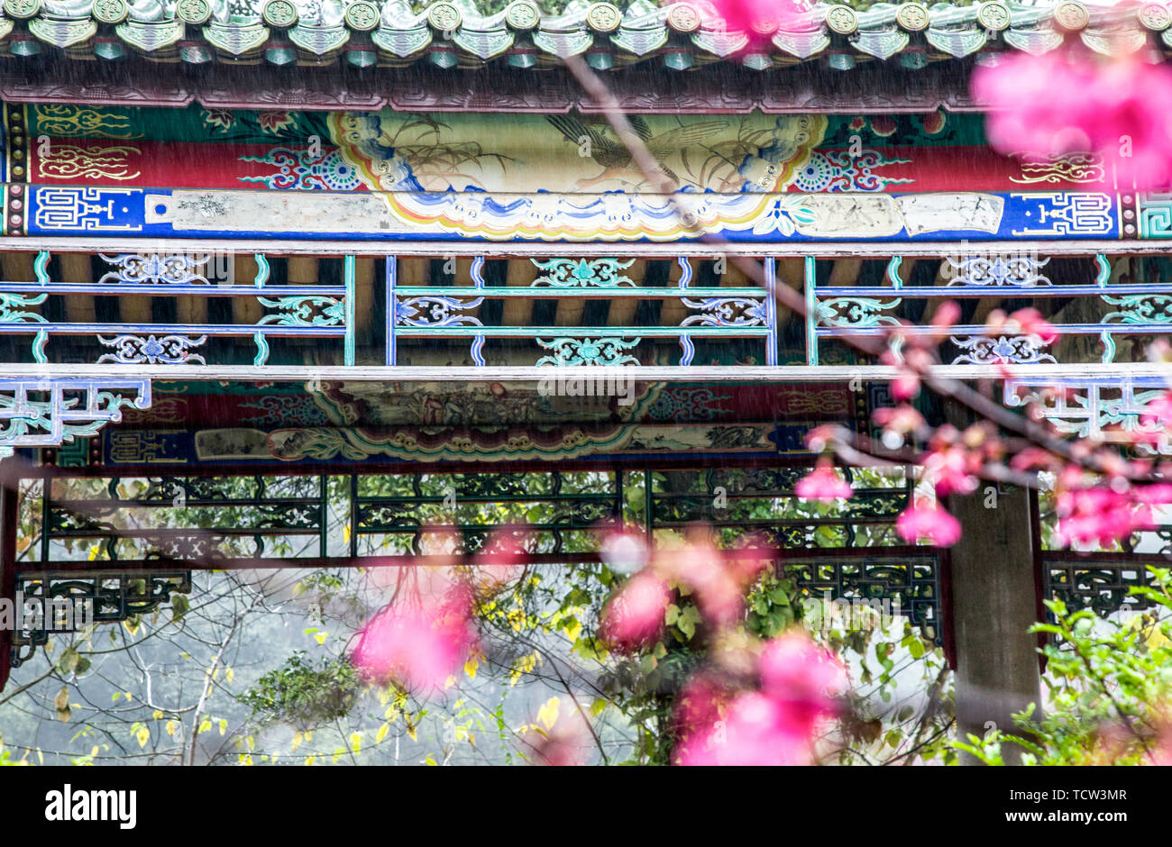 Rain cherry trees hi-res stock photography and images - Alamy