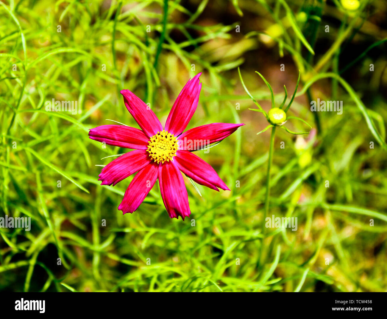 Scenery of Gucun Park in Shanghai Stock Photo - Alamy