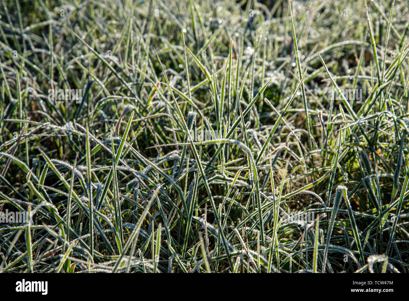winter dry vegetation tree branches and leaves frosty covered with snow ...