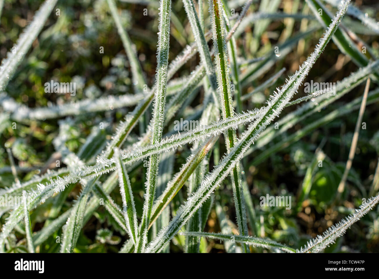 winter dry vegetation tree branches and leaves frosty covered with snow ...