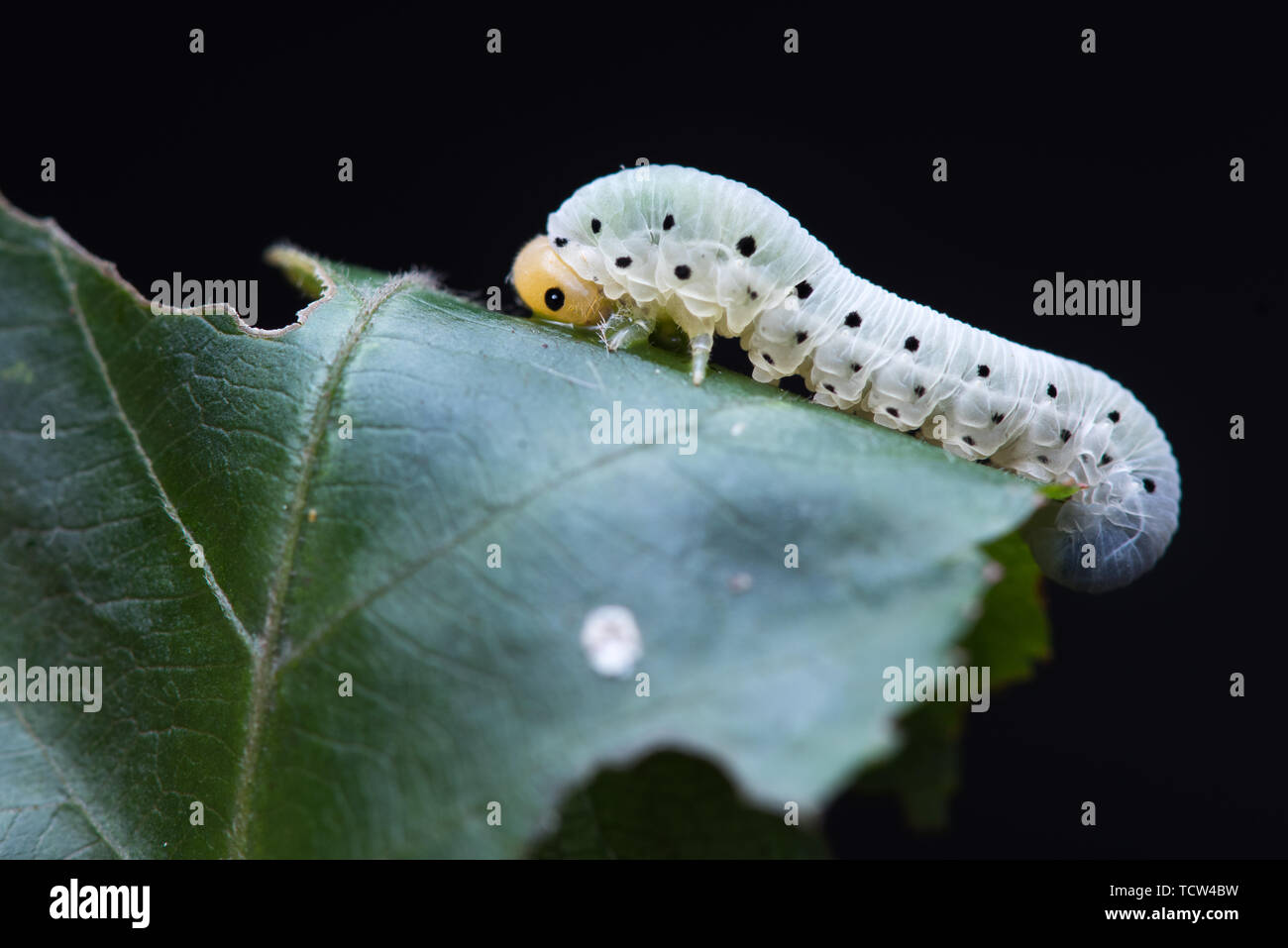 Scaly winged species hi-res stock photography and images - Alamy