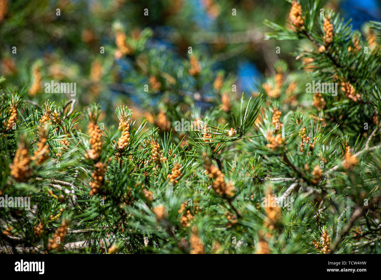 green wet spruce tree branches in nature with blur background texture ...