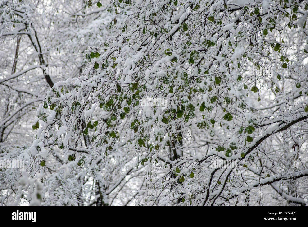 winter dry vegetation tree branches and leaves frosty covered with snow ...