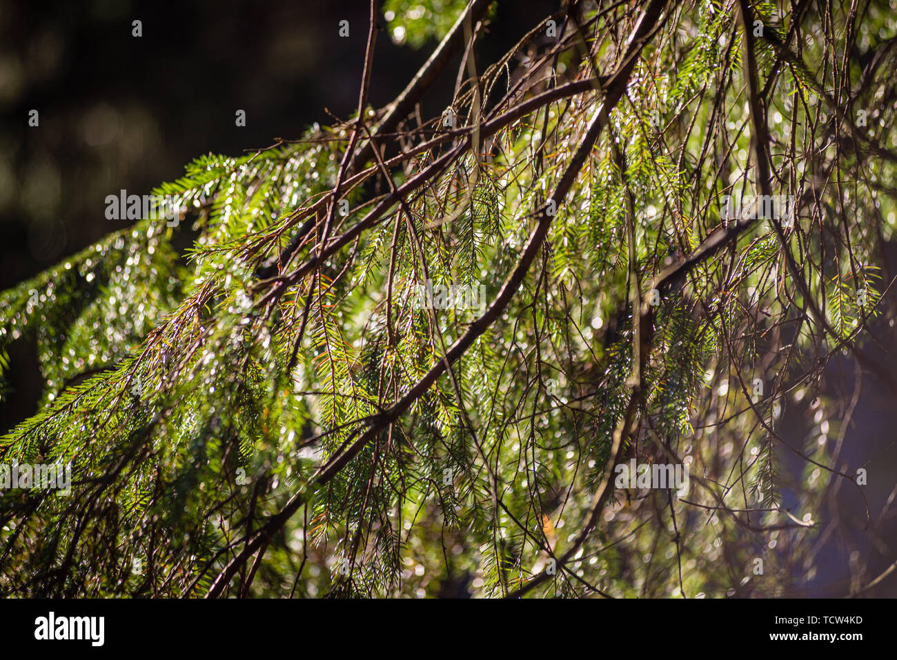 green wet spruce tree branches in nature with blur background texture ...