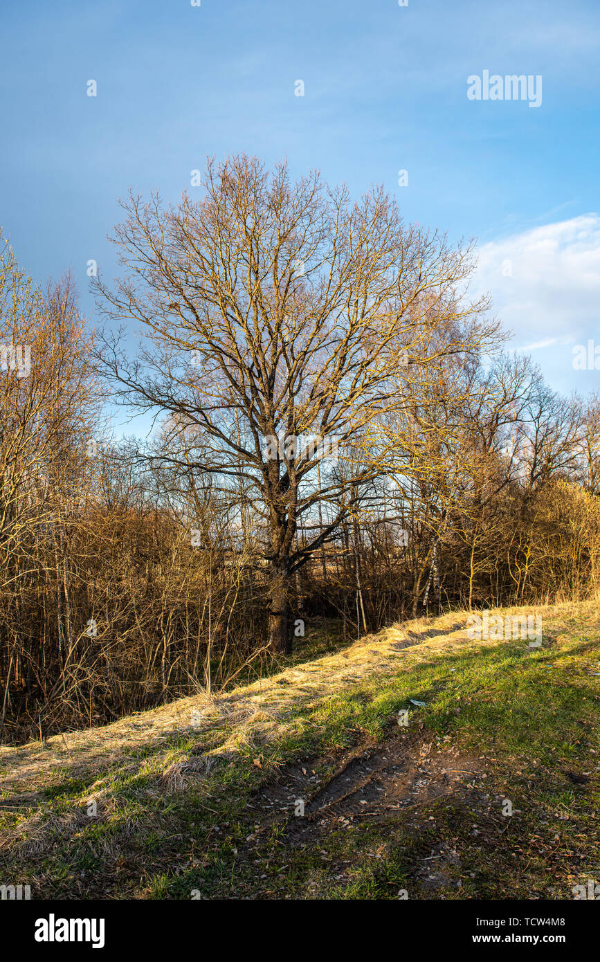 single large tree in the middle of green meadow pasture in country ...