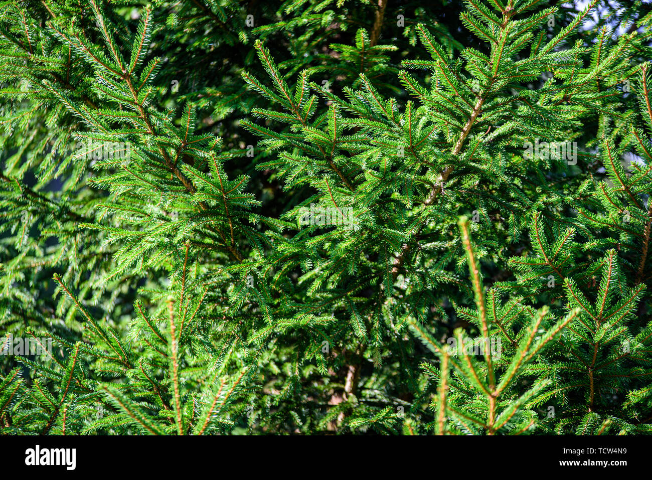 green wet spruce tree branches in nature with blur background texture ...