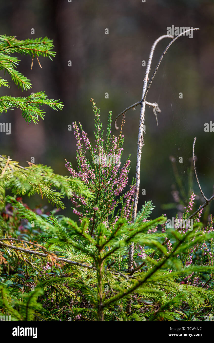 green wet spruce tree branches in nature with blur background texture ...